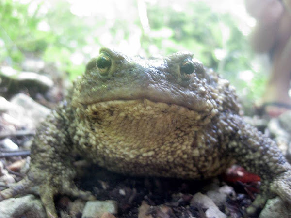 buffo buffo | Project Noah