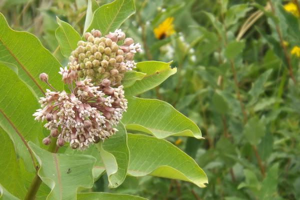 Common Milkweed | Project Noah