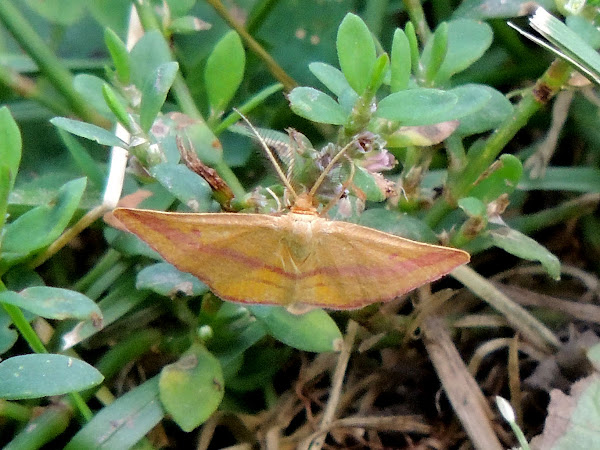 Chickweed Geometer Moth | Project Noah