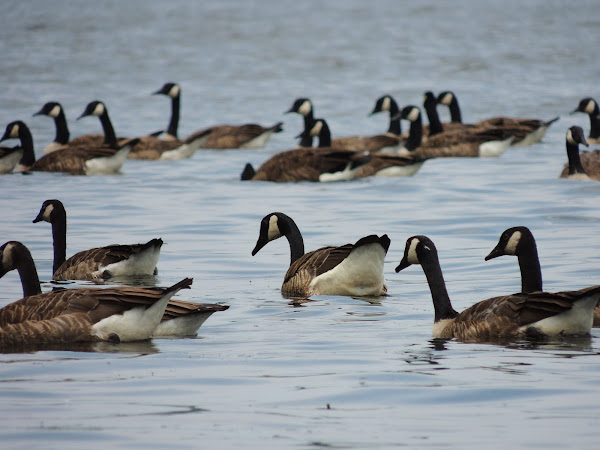 Canada Goose | Project Noah