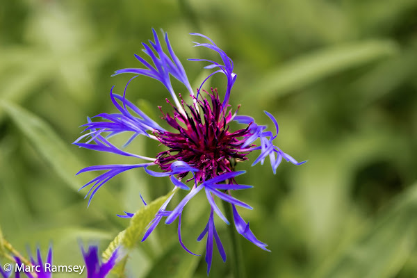 Mountain Cornflower | Project Noah