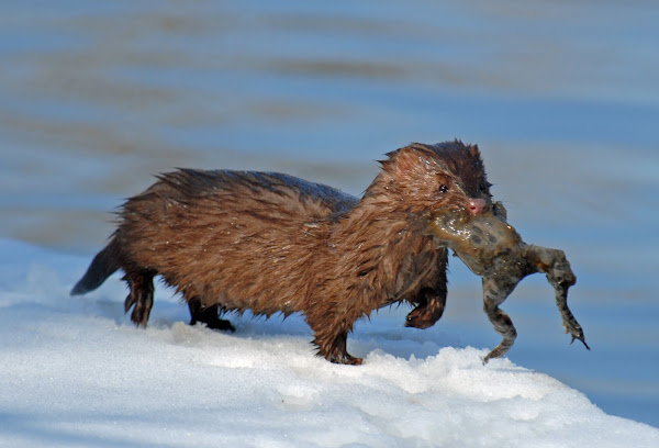 American mink | Project Noah