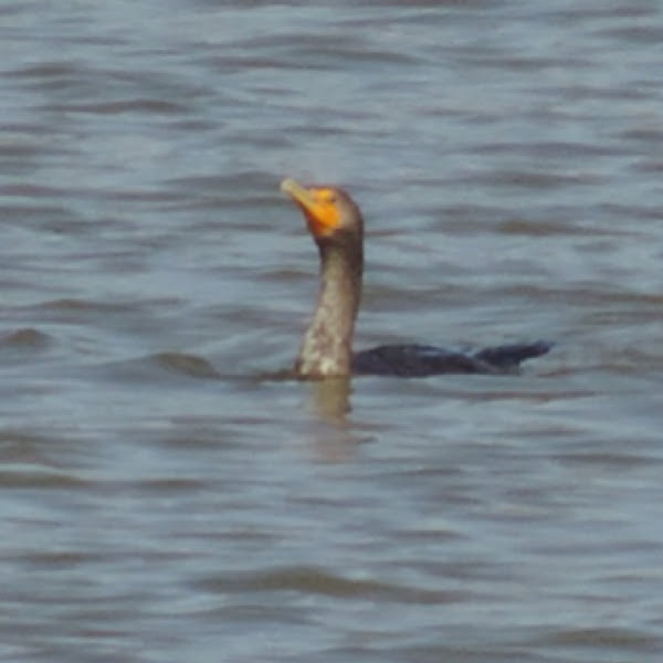 Double-crested Cormorant immature | Project Noah