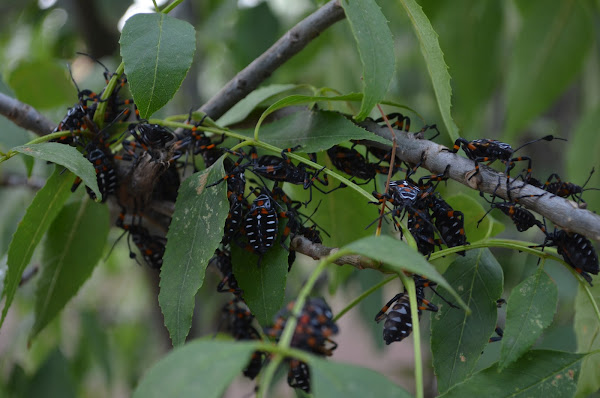 Giant Mesquite Bug nymph | Project Noah