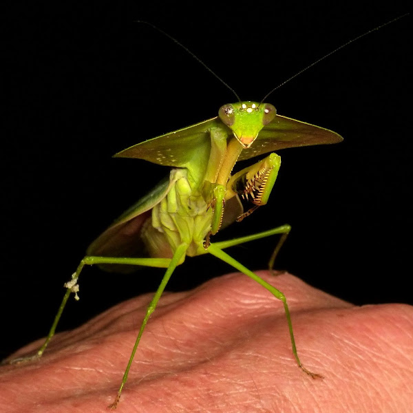 Shield Mantis | Project Noah