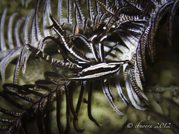 Feather Star Squat Lobster | Project Noah