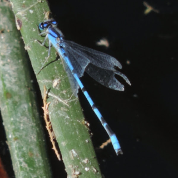 Familiar Bluet | Project Noah