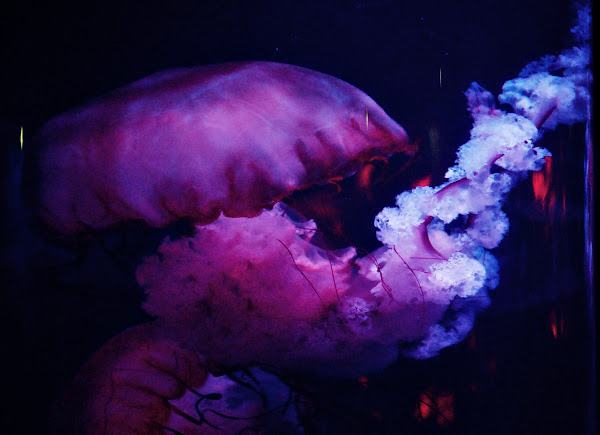 Pacific Sea Nettle | Project Noah