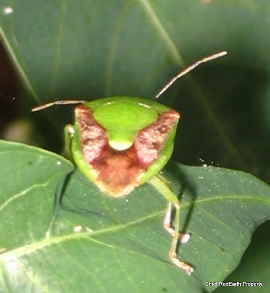 Brown-winged Stink Bug | Project Noah