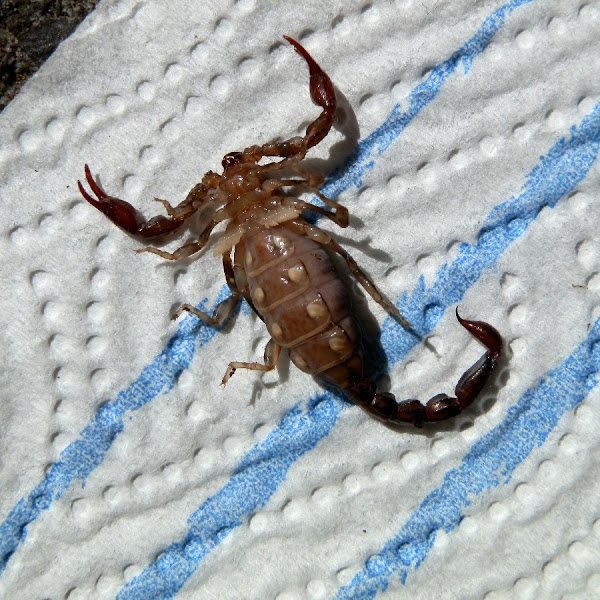 Wood Scorpion | Project Noah