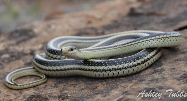 Texas Patchnose Snake | Project Noah