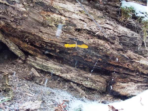 Yellow-fuzz Cone Slime | Project Noah