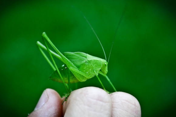 True Katydid juvenile | Project Noah
