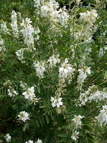White tufted vetch | Project Noah