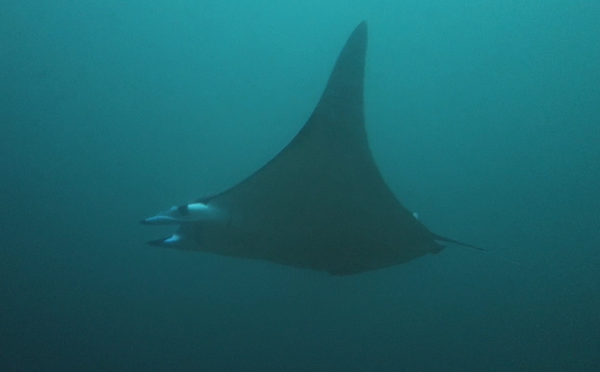 Devil Ray | Project Noah