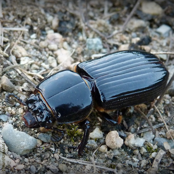 Passalidae | Project Noah