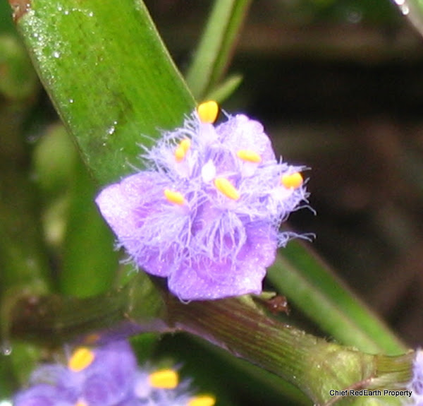 Wandering Dew-Grass | Project Noah