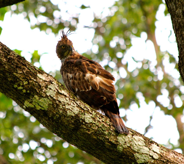 Changeable Hawk-Eagle | Project Noah