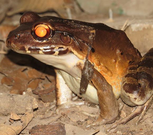 Smoky jungle frog | Project Noah