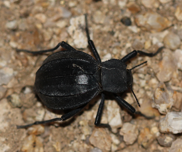 Darkling Beetle | Project Noah