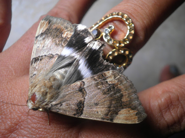 Castor semi looper | Project Noah