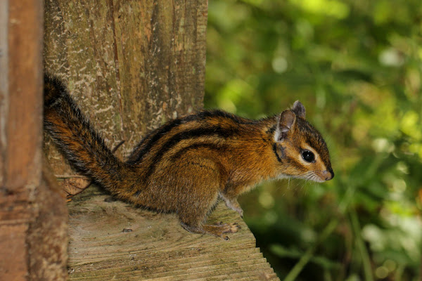 Townsend's Chipmunk | Project Noah