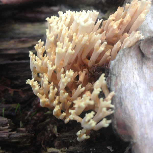 Ramaria sp. | Project Noah