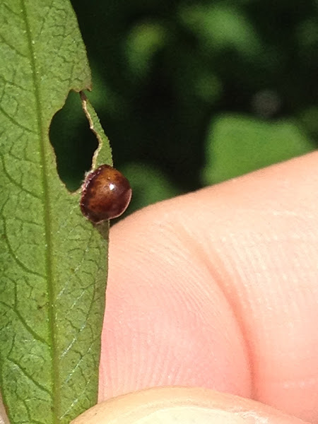 Hemispherical Scale | Project Noah