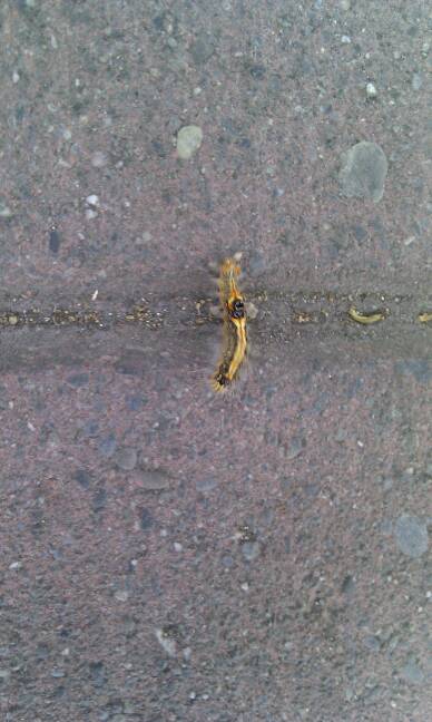 Spotting | Project Noah