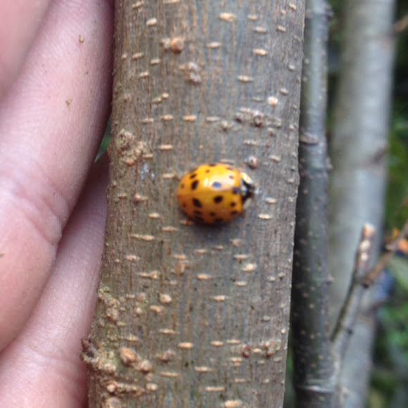 Multicolor Asian Lady Beetle | Project Noah