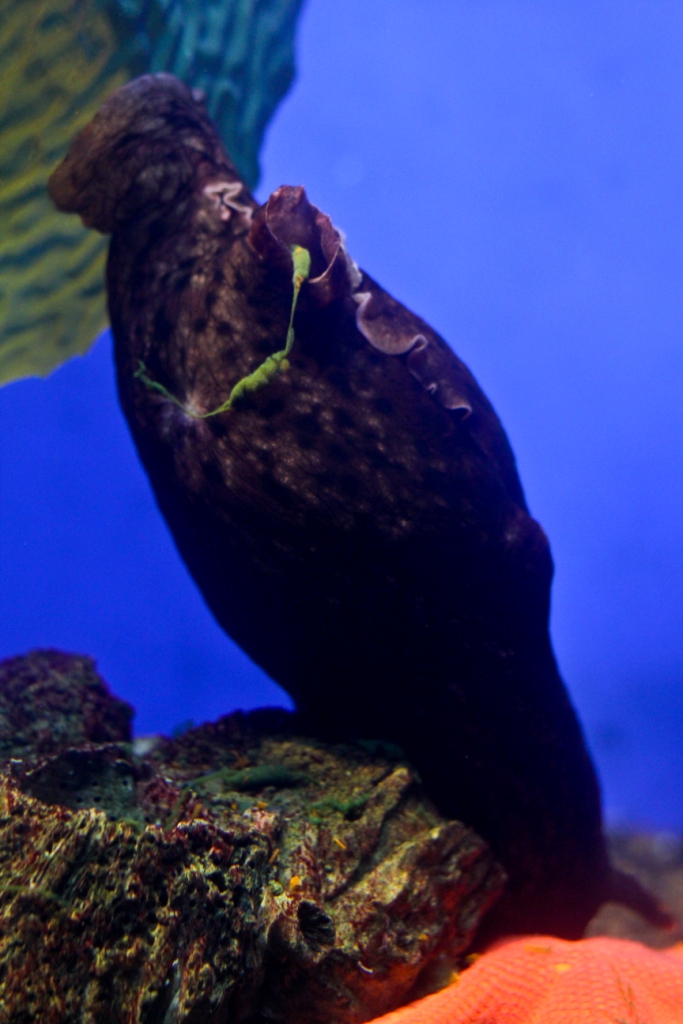 Black Sea Hare | Project Noah