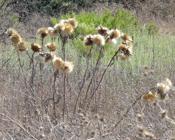 Artichoke Thistle | Project Noah