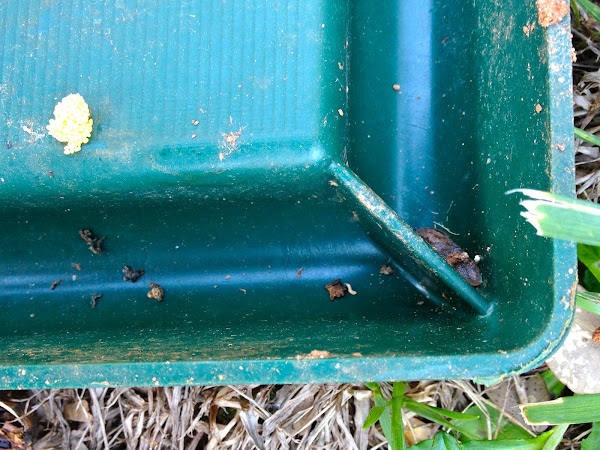 Earwig Eggs | Project Noah