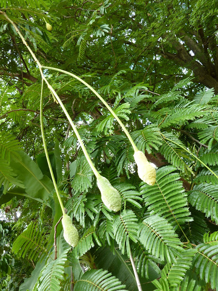 Sator bean (Stink bean) | Project Noah