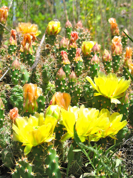 Brittle Prickly-Pear Cactus | Project Noah
