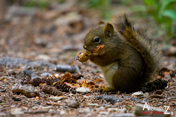 Baby American Red Squirrel | Project Noah