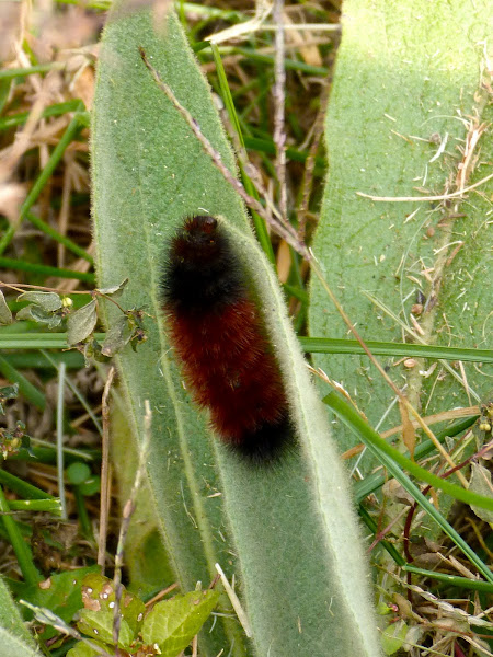 Isabella tiger moth caterpillar (banded woolly bear) | Project Noah