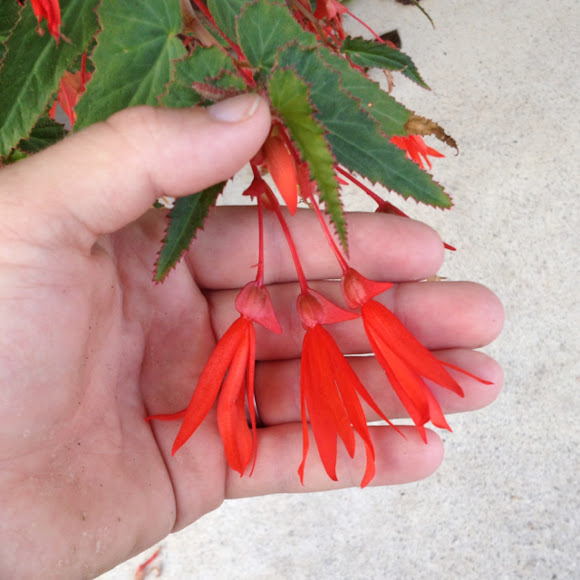Bonfire Begonia | Project Noah