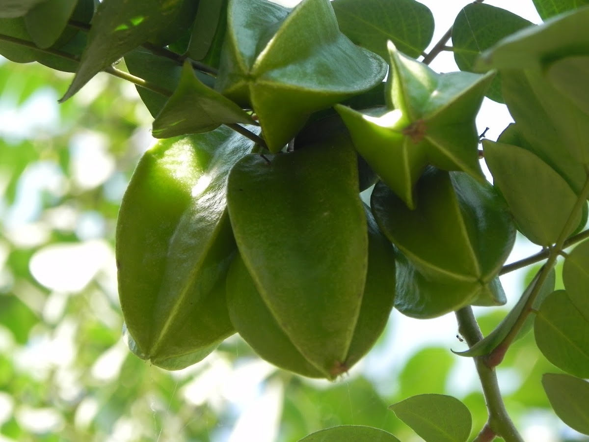 kamranga | Project Noah