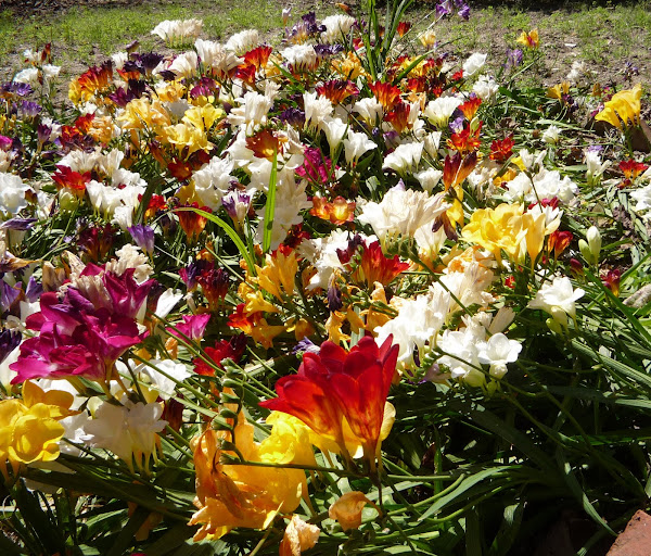 Fresia roja | Project Noah