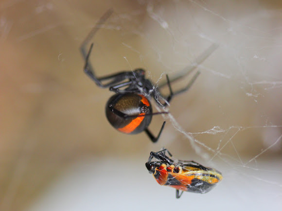 Redback spider | Project Noah