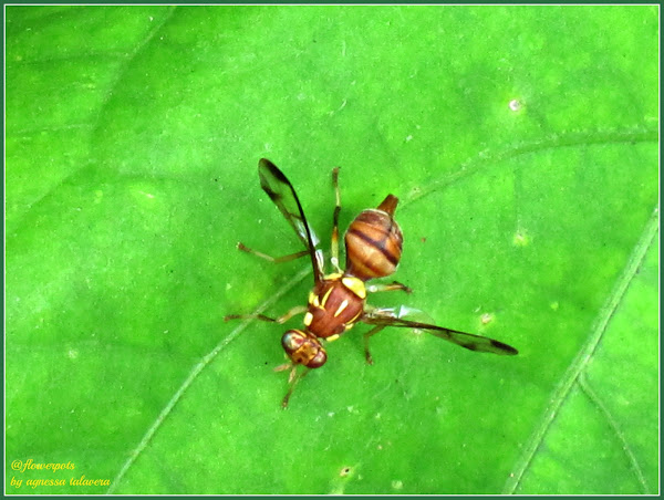 Melon Fruit Fly | Project Noah