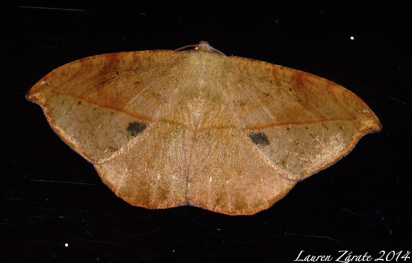Noctuid Moth | Project Noah