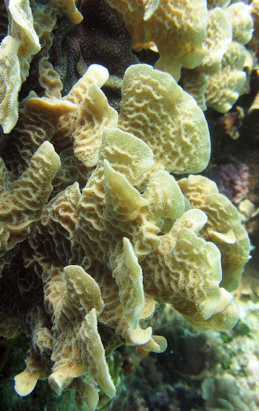 Thin Leaf Lettuce Coral | Project Noah