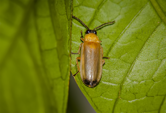 Firefly | Project Noah