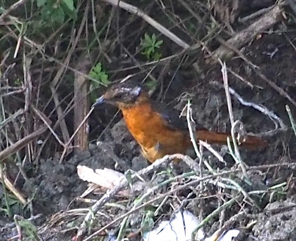 White-browed Robin-chat | Project Noah