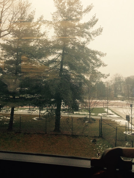 White pine | Project Noah