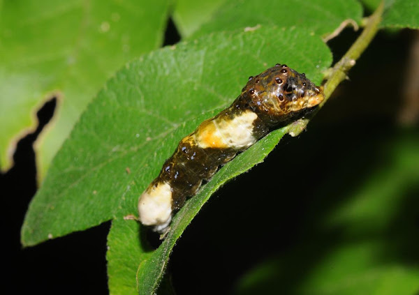 Giant swallowtail (larvae) | Project Noah