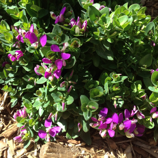 Sweet pea bush shrub | Project Noah