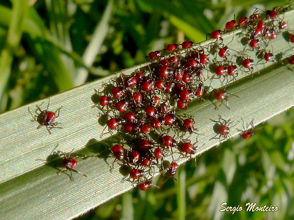 Stink bug nymphs | Project Noah